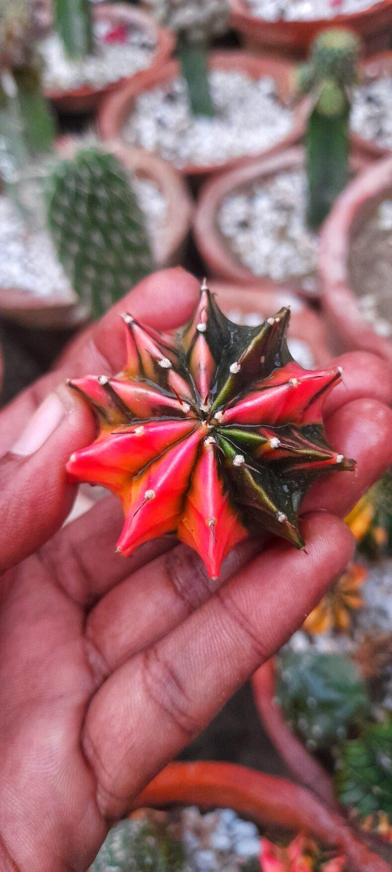 Gemini Plants | Variegated Gemno Moon Cactus In Pakistan