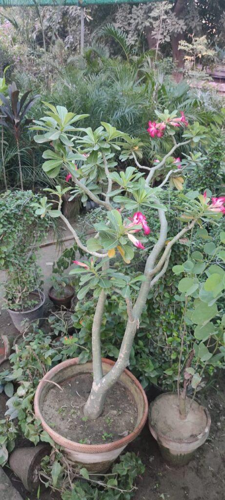 Adenium – Pak Plants