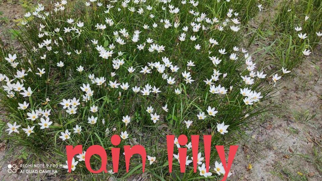 White rain lilly – Pak Plants