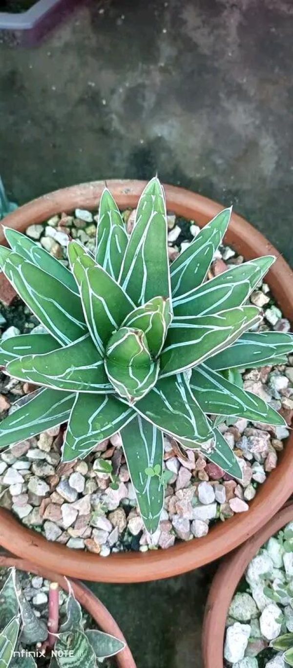 Agave Victoria – Pak Plants