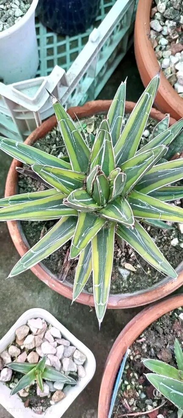 Agave Victoria – Pak Plants