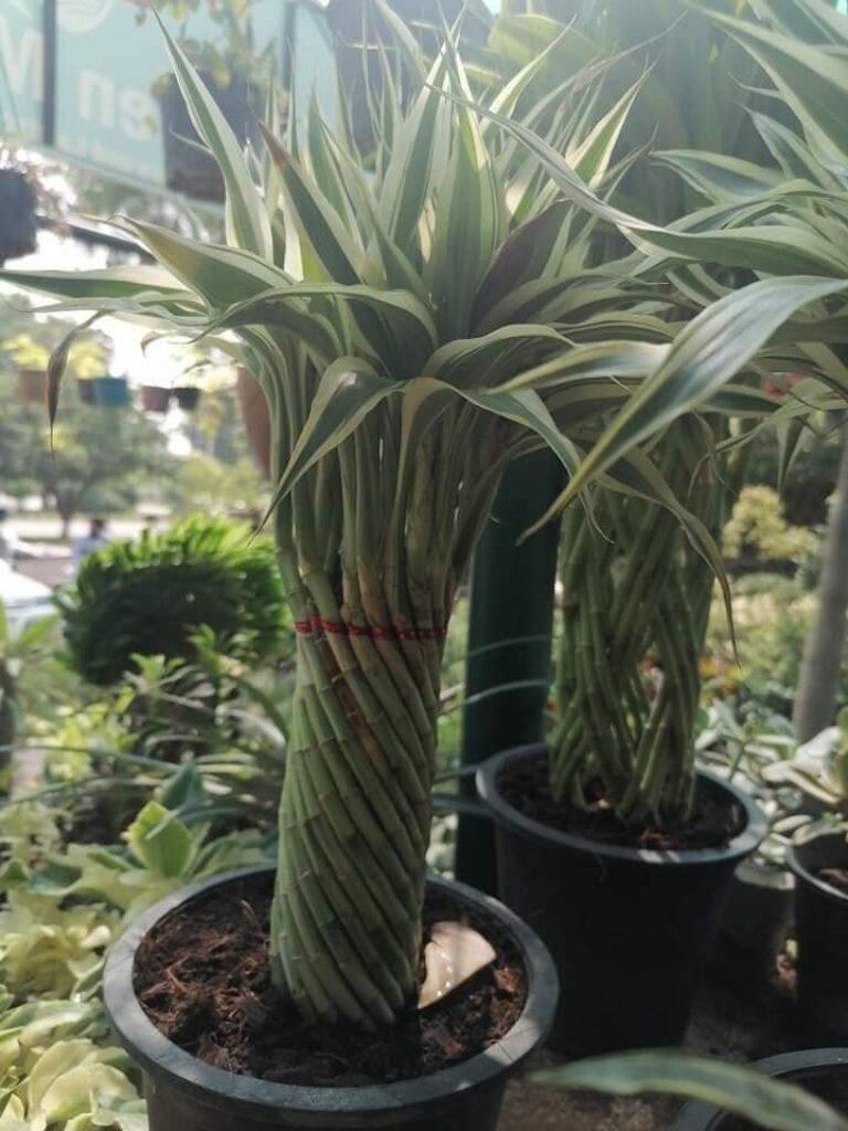 Lucky Bamboo – Pak Plants