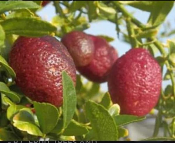 Red Centre lime – Pak Plants