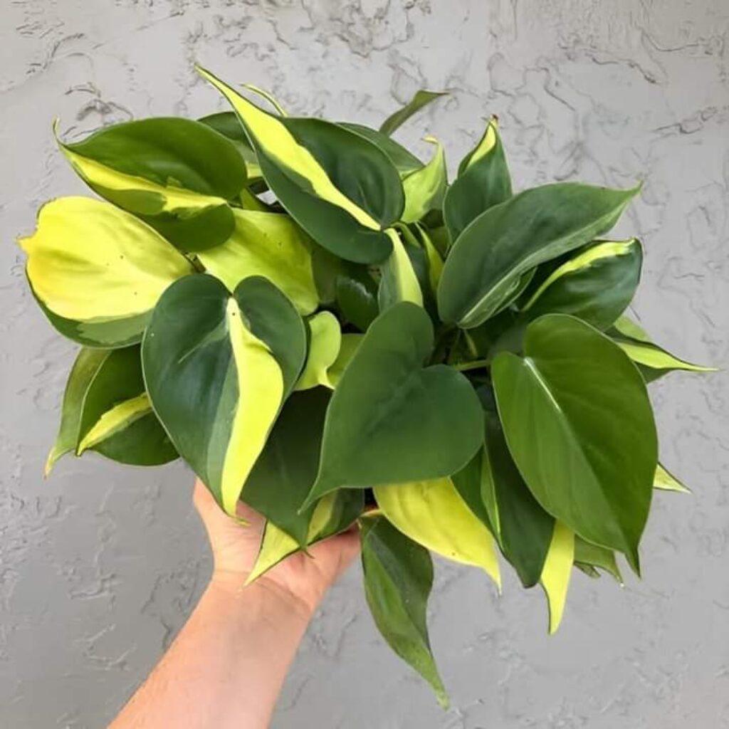 Brazilian Pothos – Pak Plants