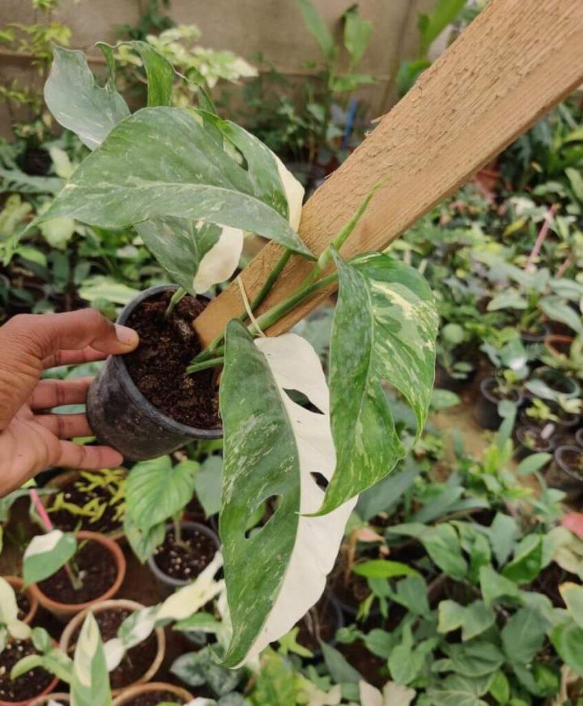 Epipremnum pinnatum albo – Pak Plants