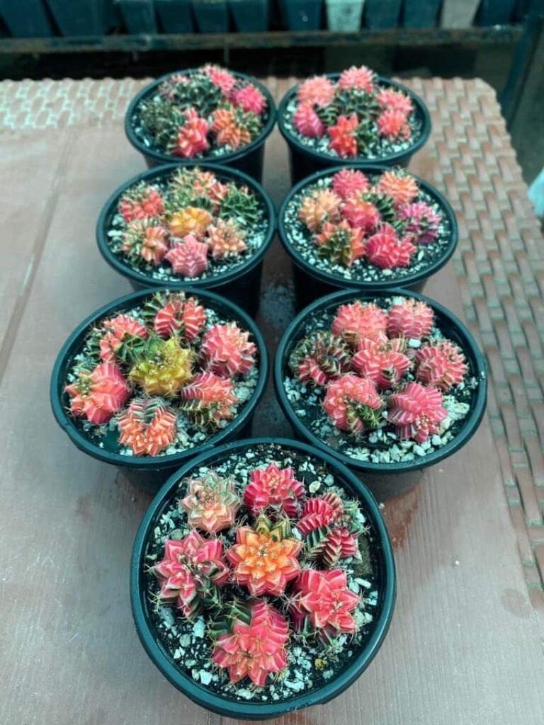 verigated gymnos – Pak Plants
