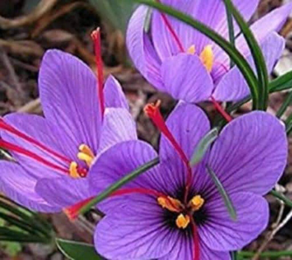 Zafraan Bulb – Pak Plants