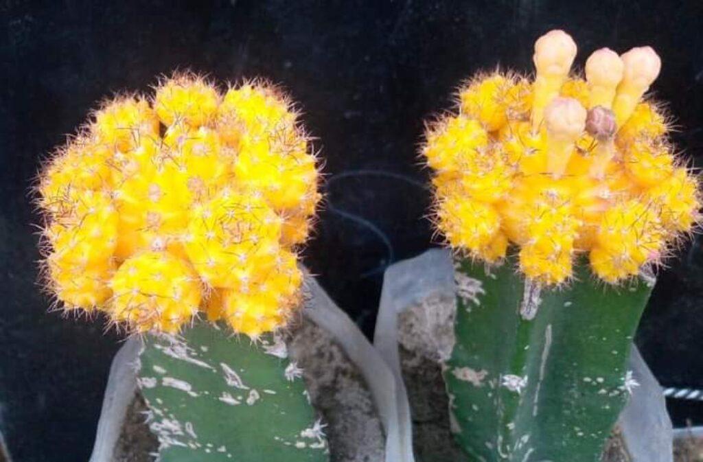 Cactus – Pak Plants