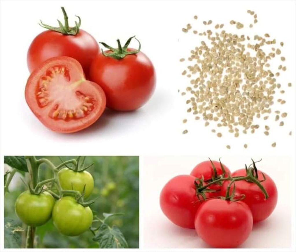 Tomato seeds – Pak Plants
