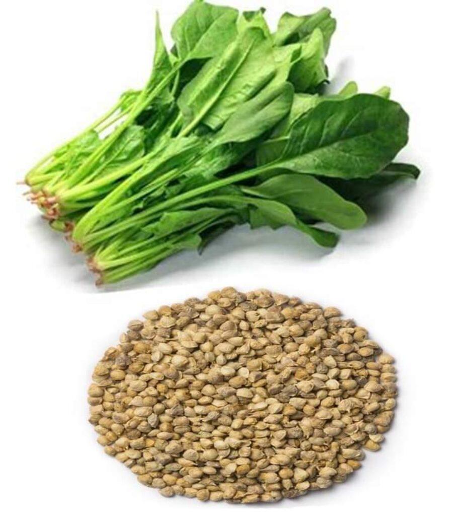 Spinach seed – Pak Plants
