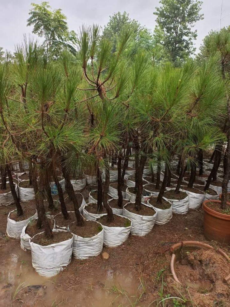 Cheer pine – Pak Plants