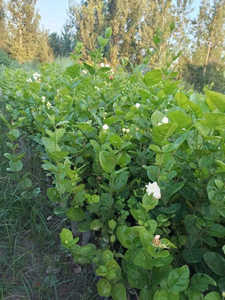 Motia plant | Motia Flower in Pakistan - Pak Plants