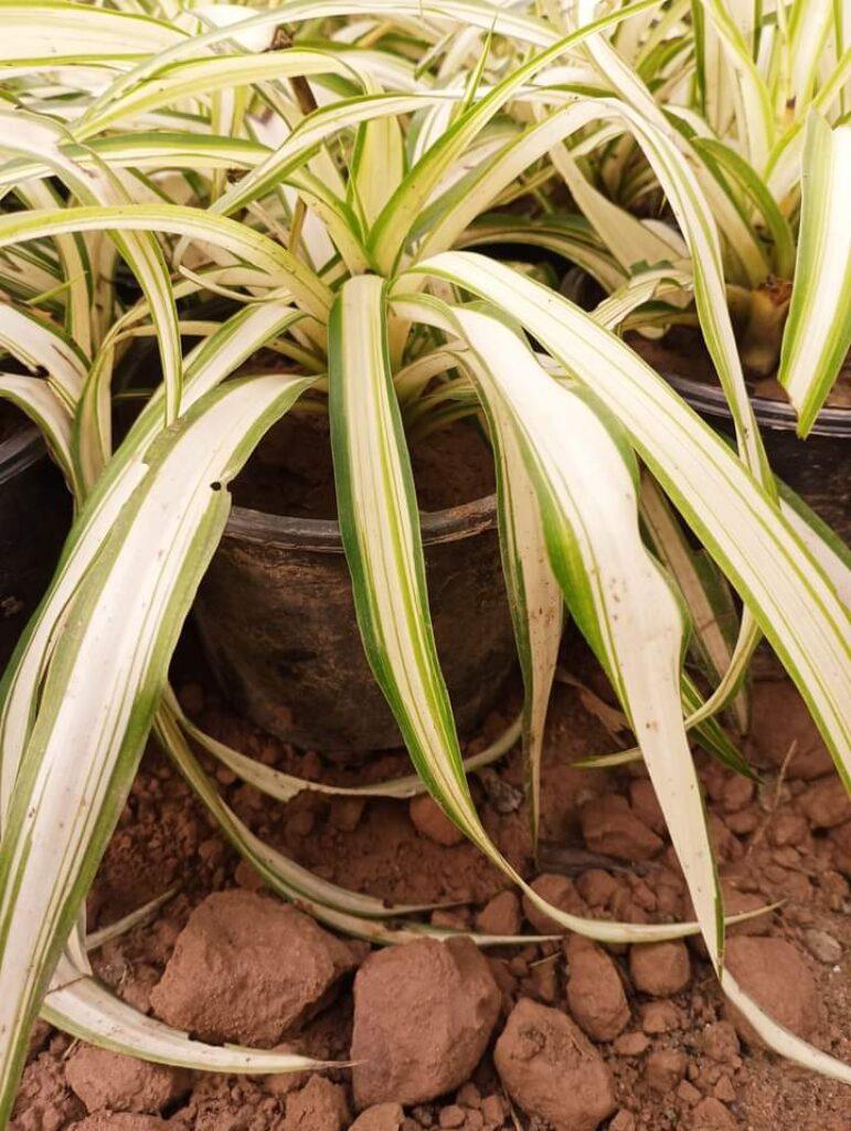 Spider plant – Pak Plants
