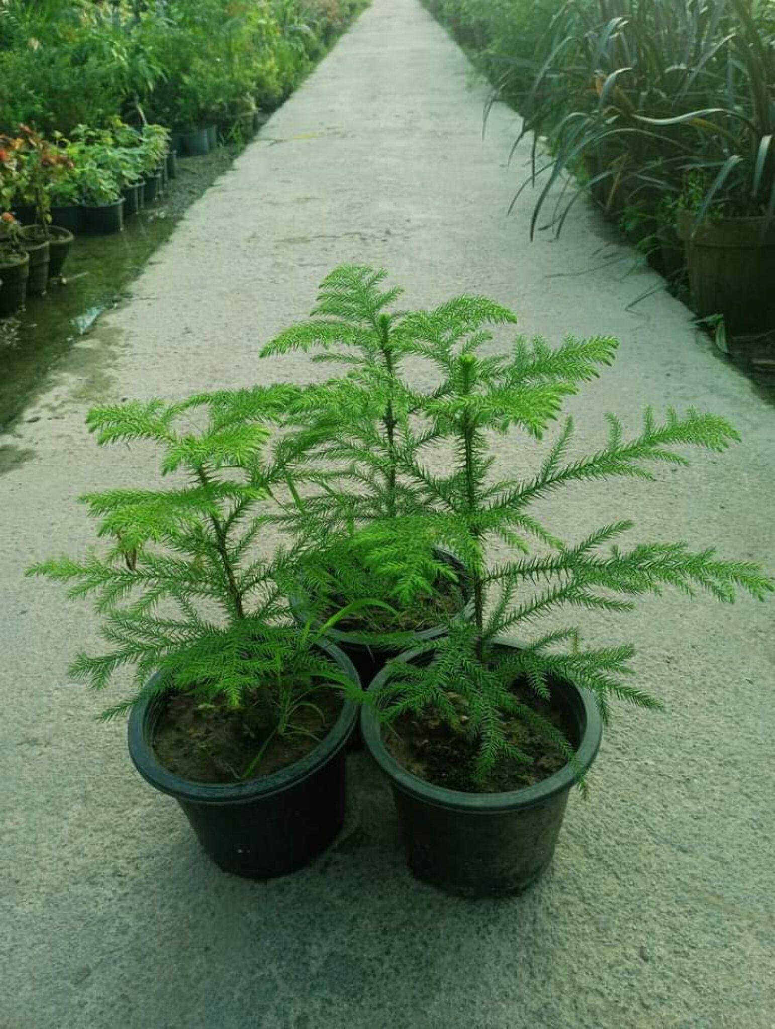 Aerocaria plant – Pak Plants