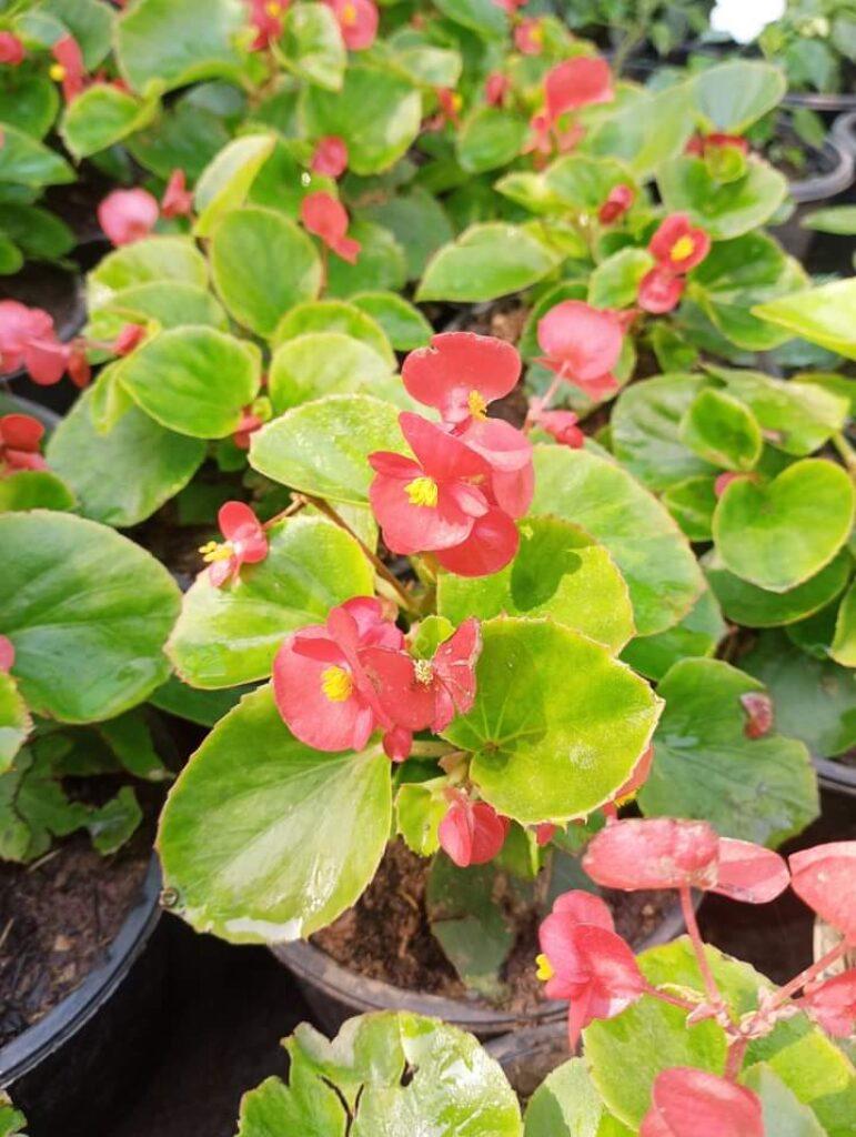 Begonia plant – Pak Plants