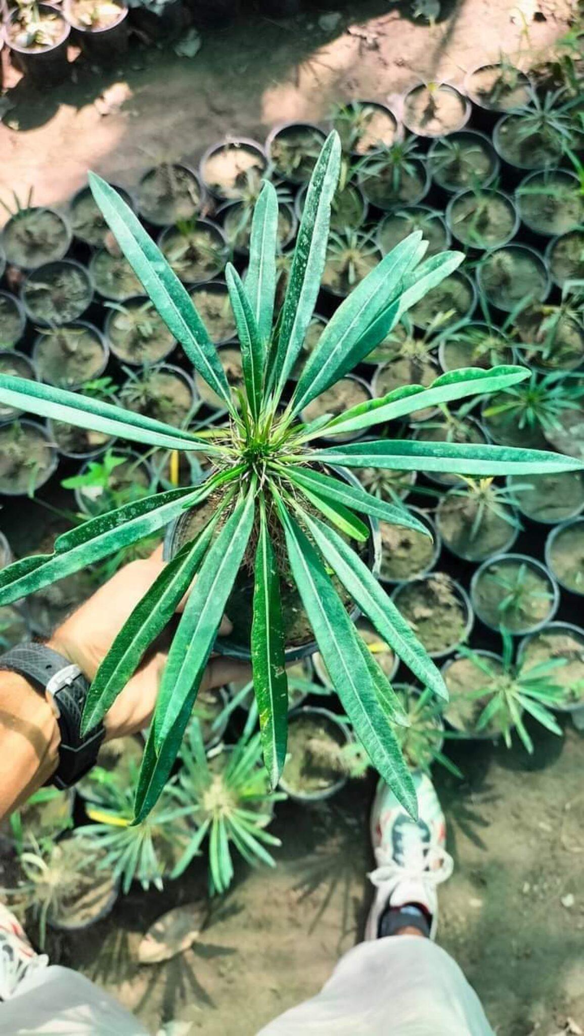 pichi podium cactus – Pak Plants