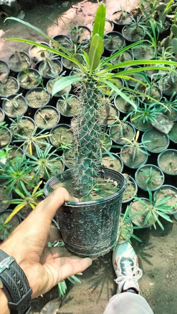 pichi podium cactus – Pak Plants