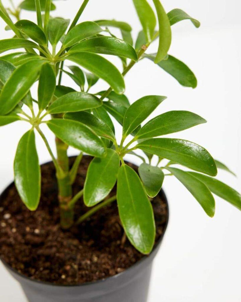 Sheflera plant – Pak Plants