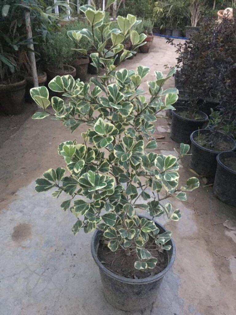 verigated terminalia – Pak Plants