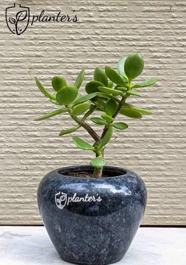 Signature pot – Pak Plants