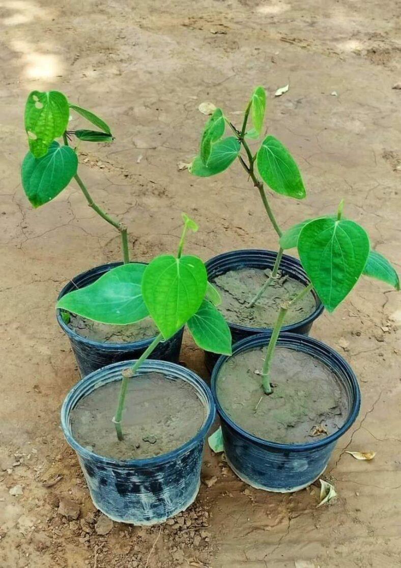 Black Piper – Pak Plants