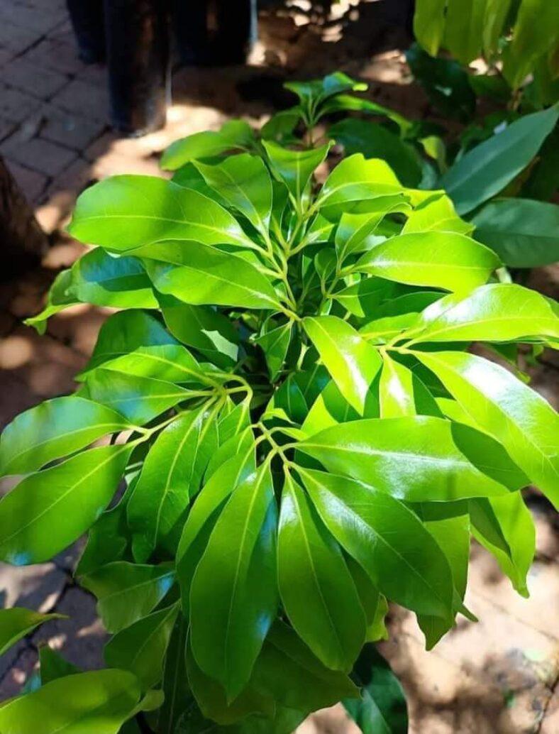 Seedles lychee – Pak Plants