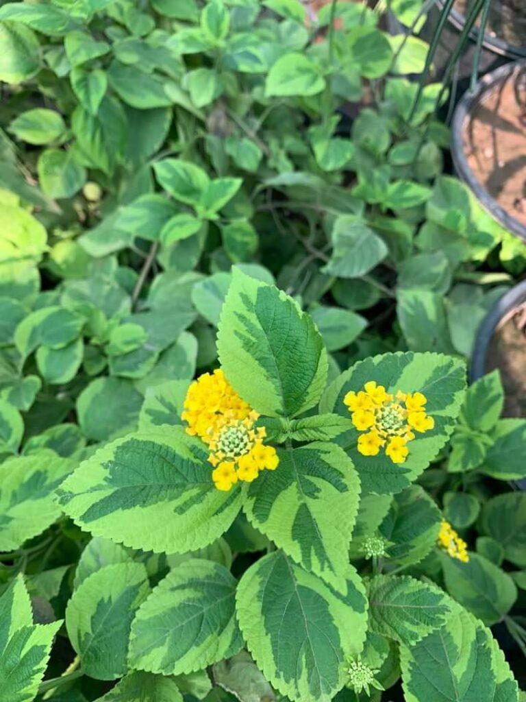 Verigated lantana plant – Pak Plants