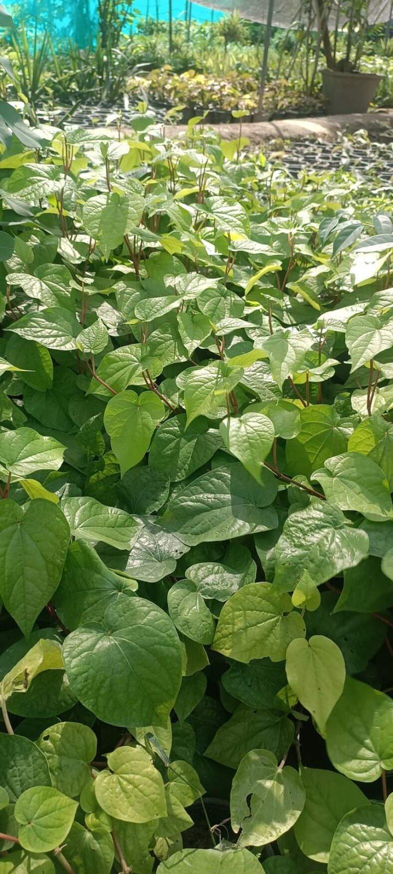 Pane Patta – Pak Plants