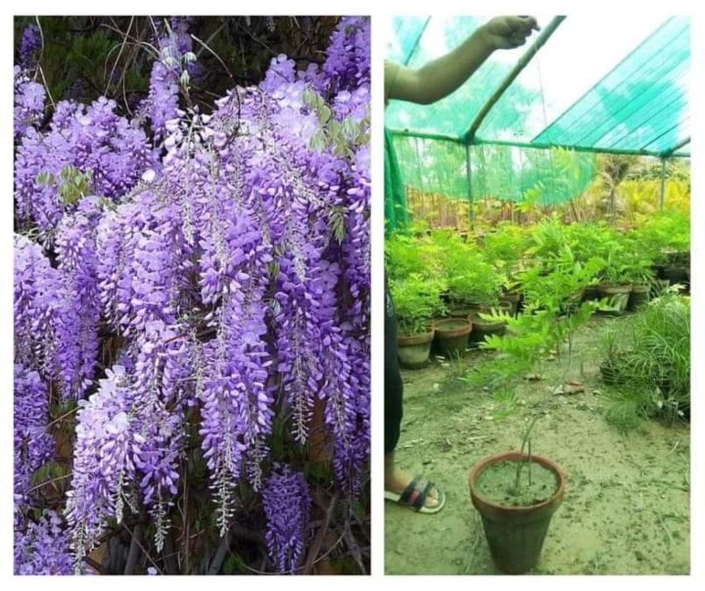 Westria vine – Pak Plants