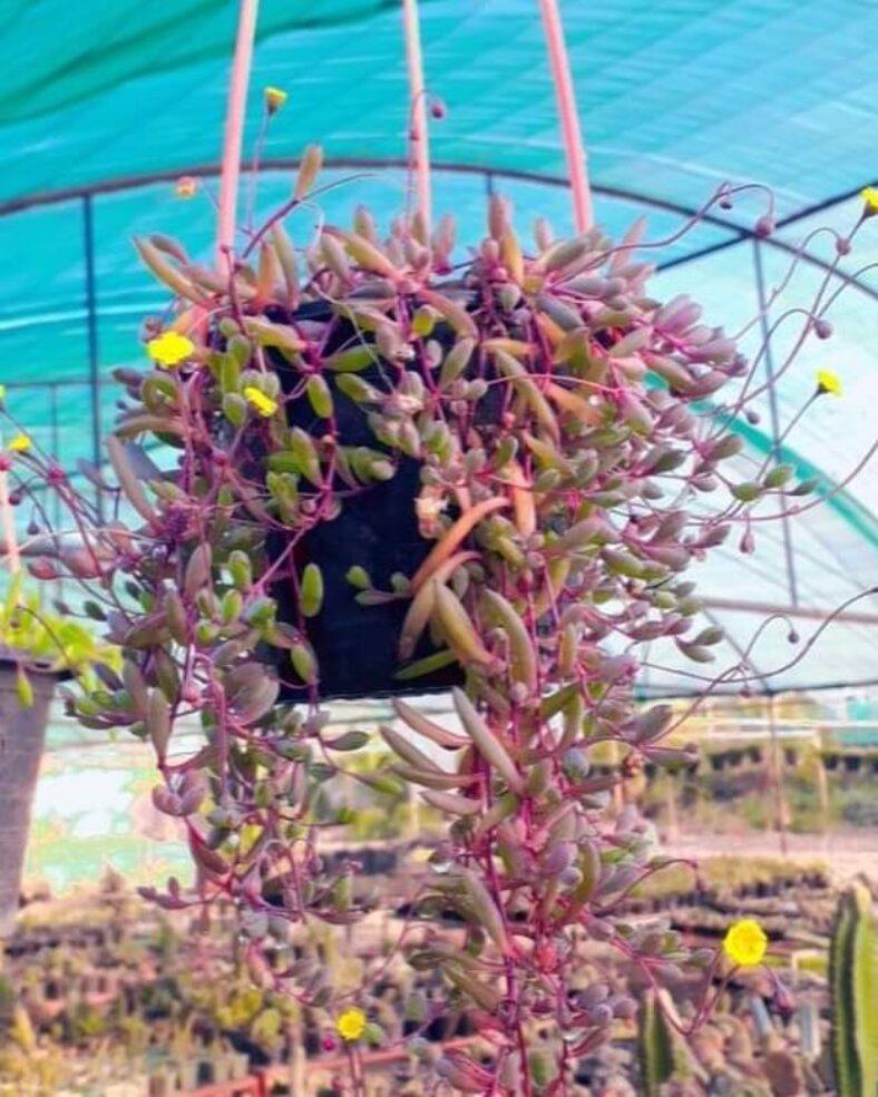 Stings of rubi – Pak Plants