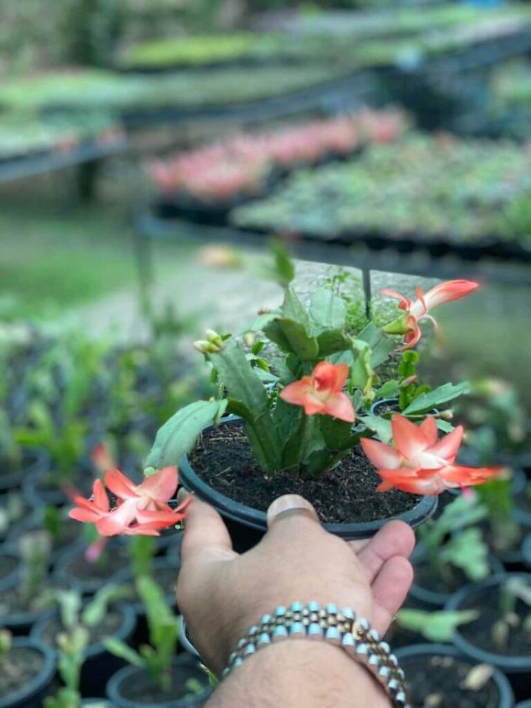 Cristmass cactus – Pak Plants