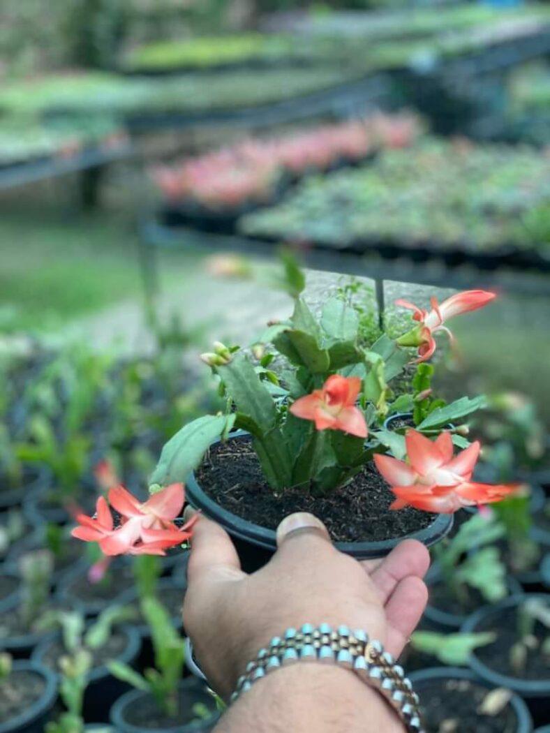 Cristmass cactus – Pak Plants