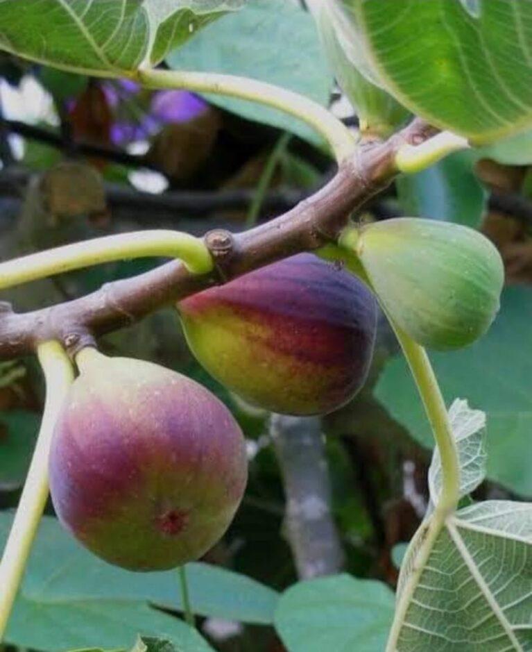 Fig – Pak Plants