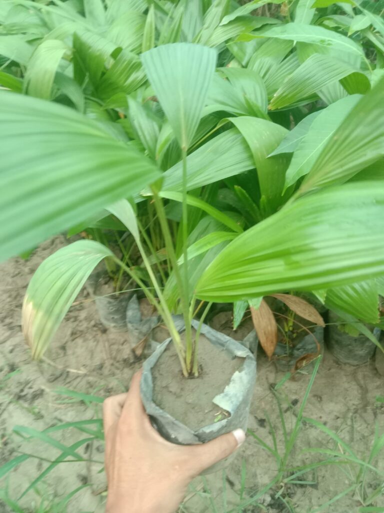 Table palm – Pak Plants