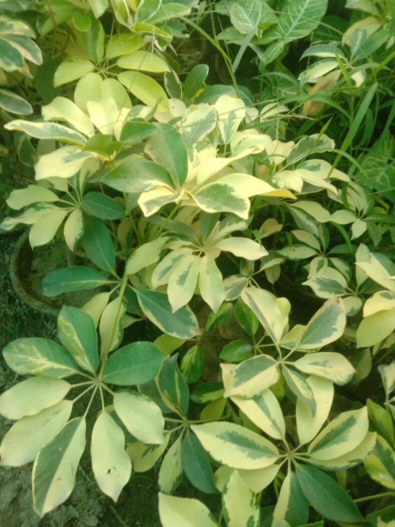 Verigated Sheflera plant – Pak Plants