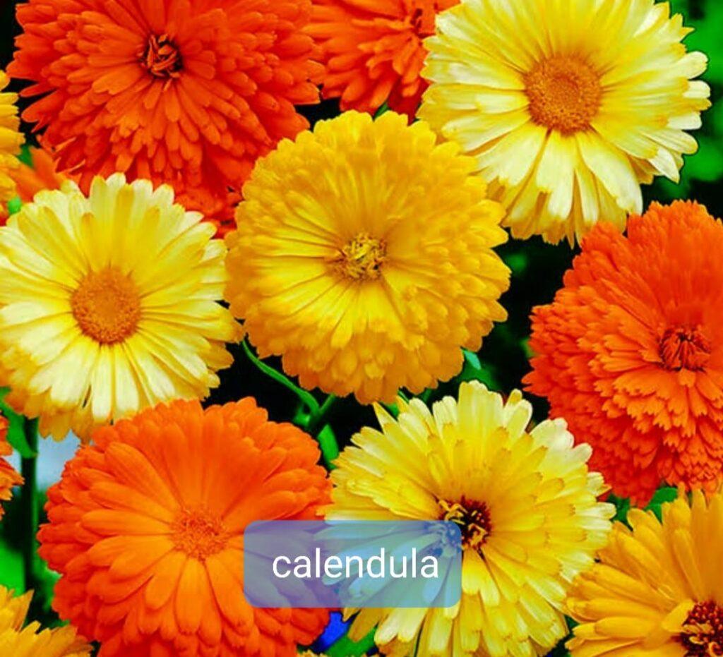 Winter flower seeds – Pak Plants