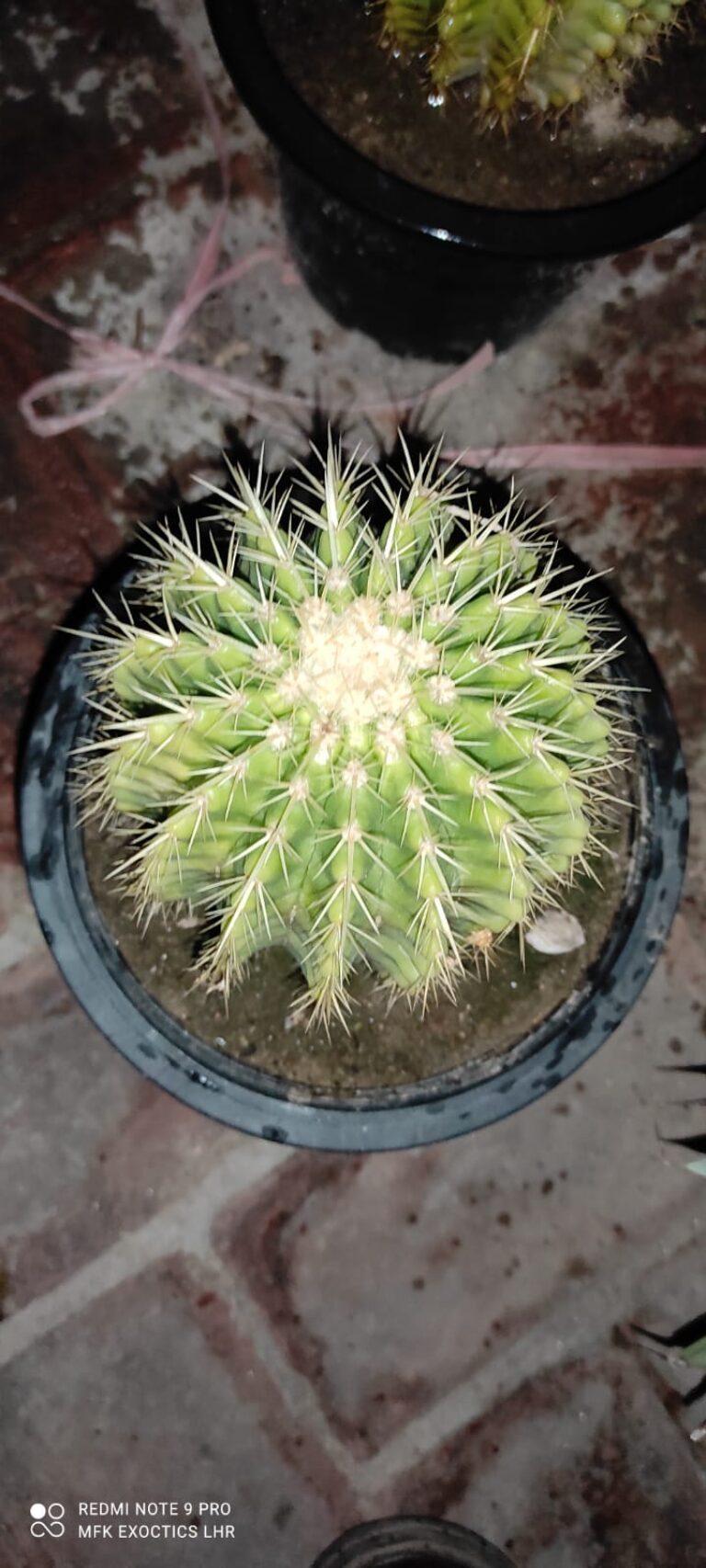 unique cactus – Pak Plants