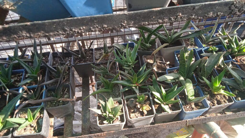 Hybrid alovera – Pak Plants