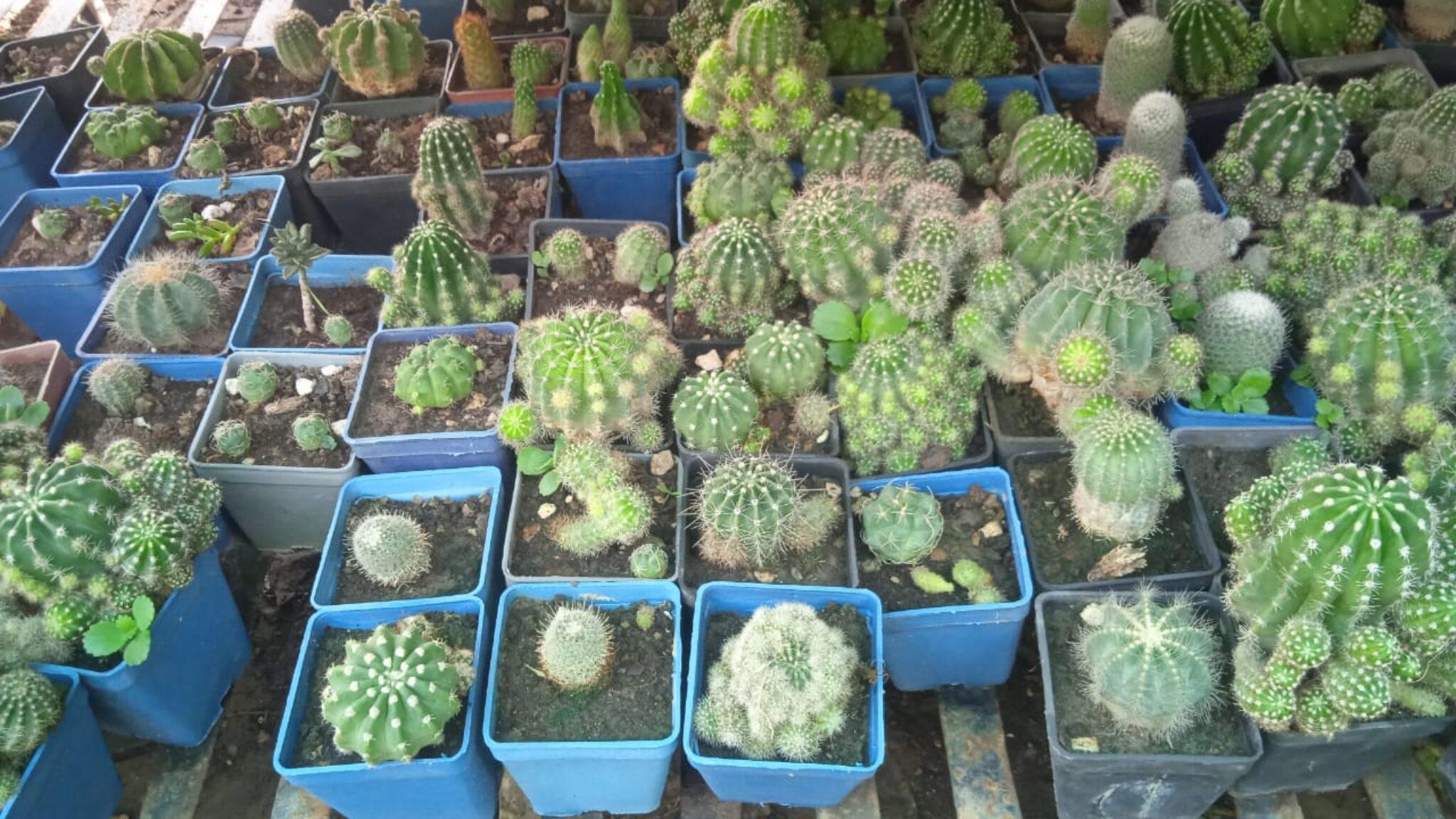 Roted Cactus – Pak Plants