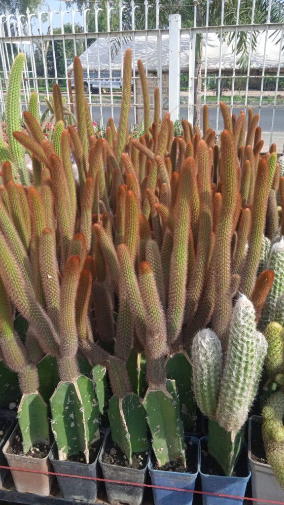 Cactus plant – Pak Plants