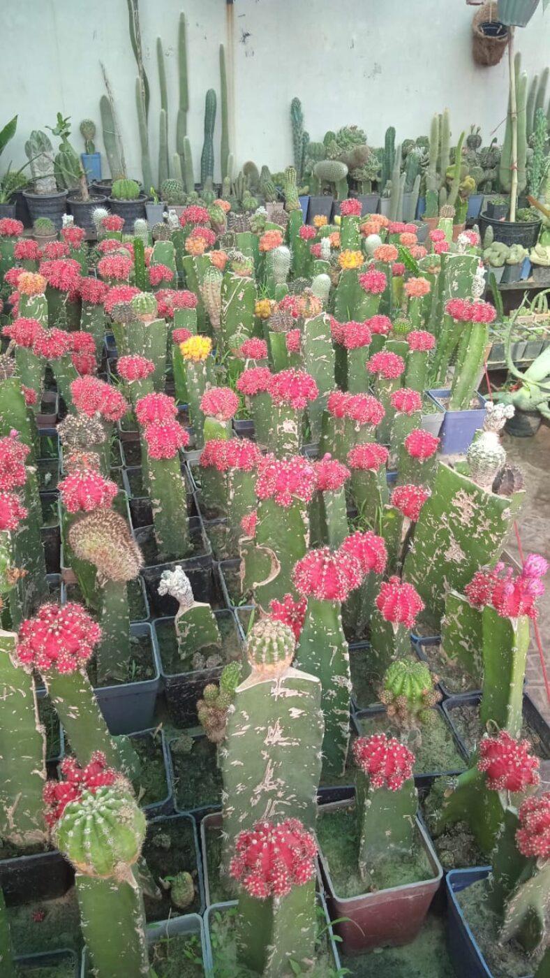 Moon Cactus – Pak Plants