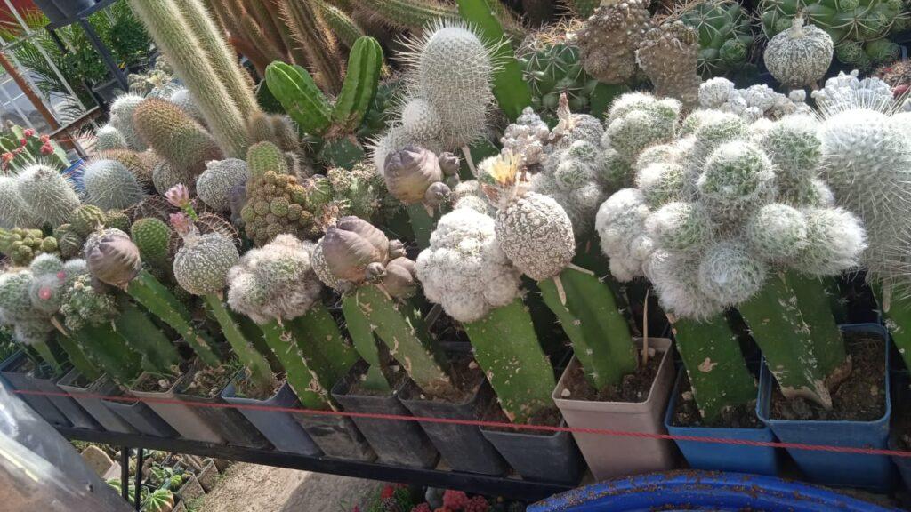 Grafted Cactus – Pak Plants