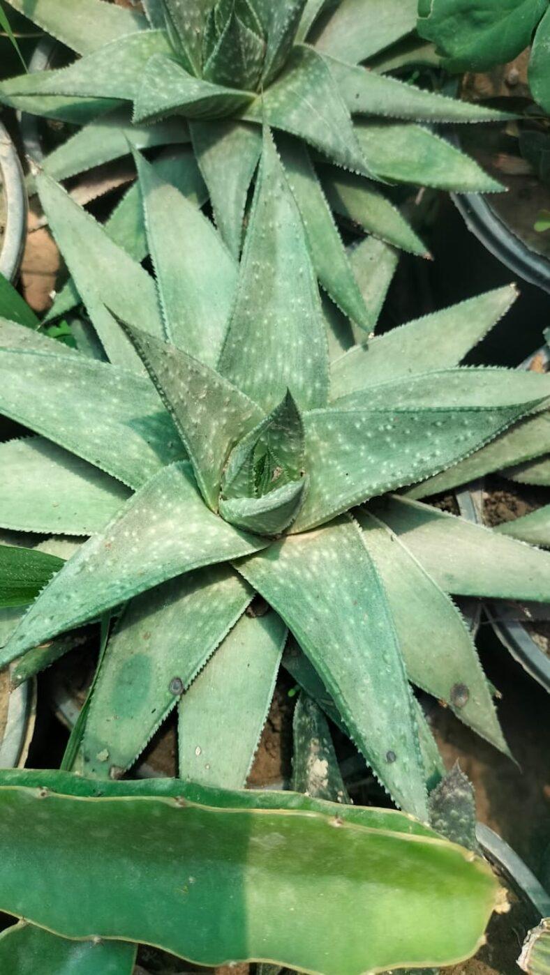 Hybrid alovera – Pak Plants