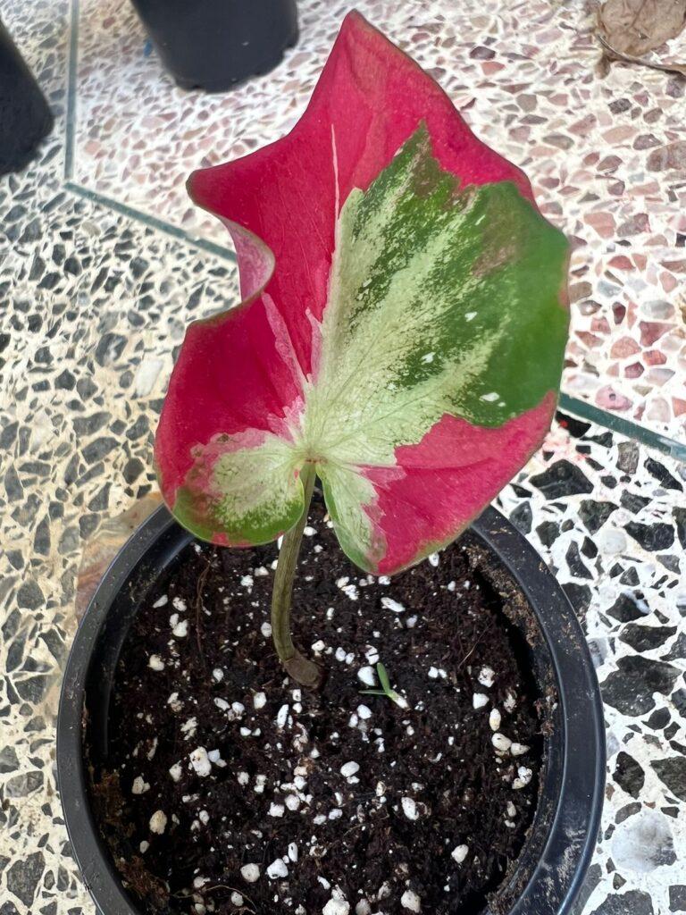Cladium – Pink Lipstick – Pak Plants