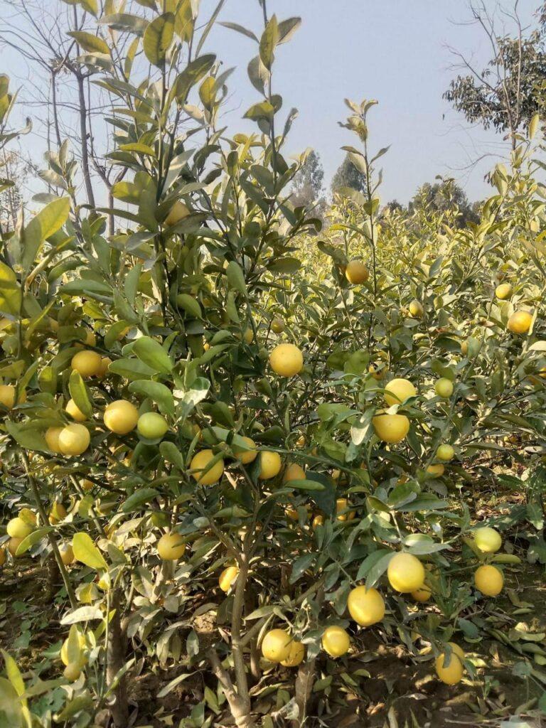 Big lemon plant – Pak Plants