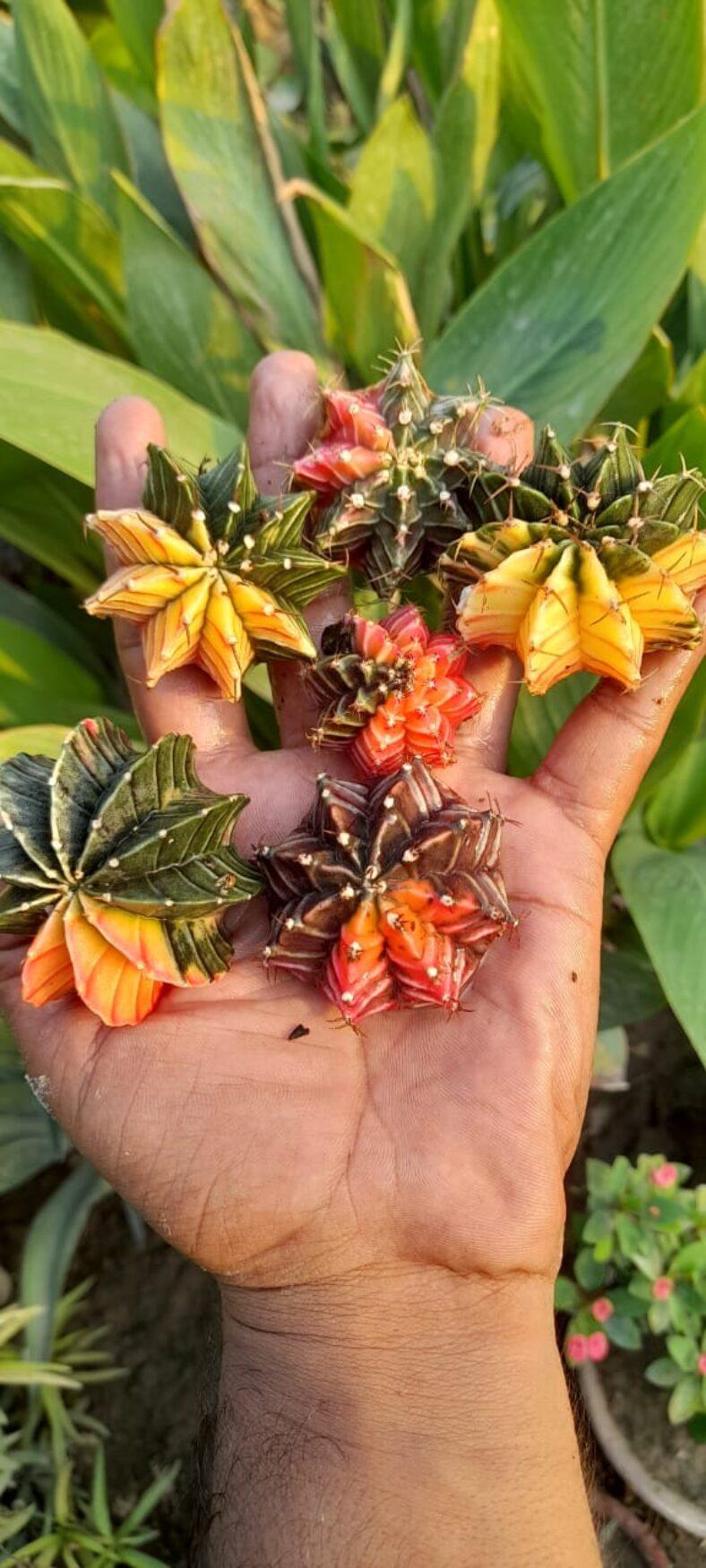 Verigated Gymno Set – Pak Plants