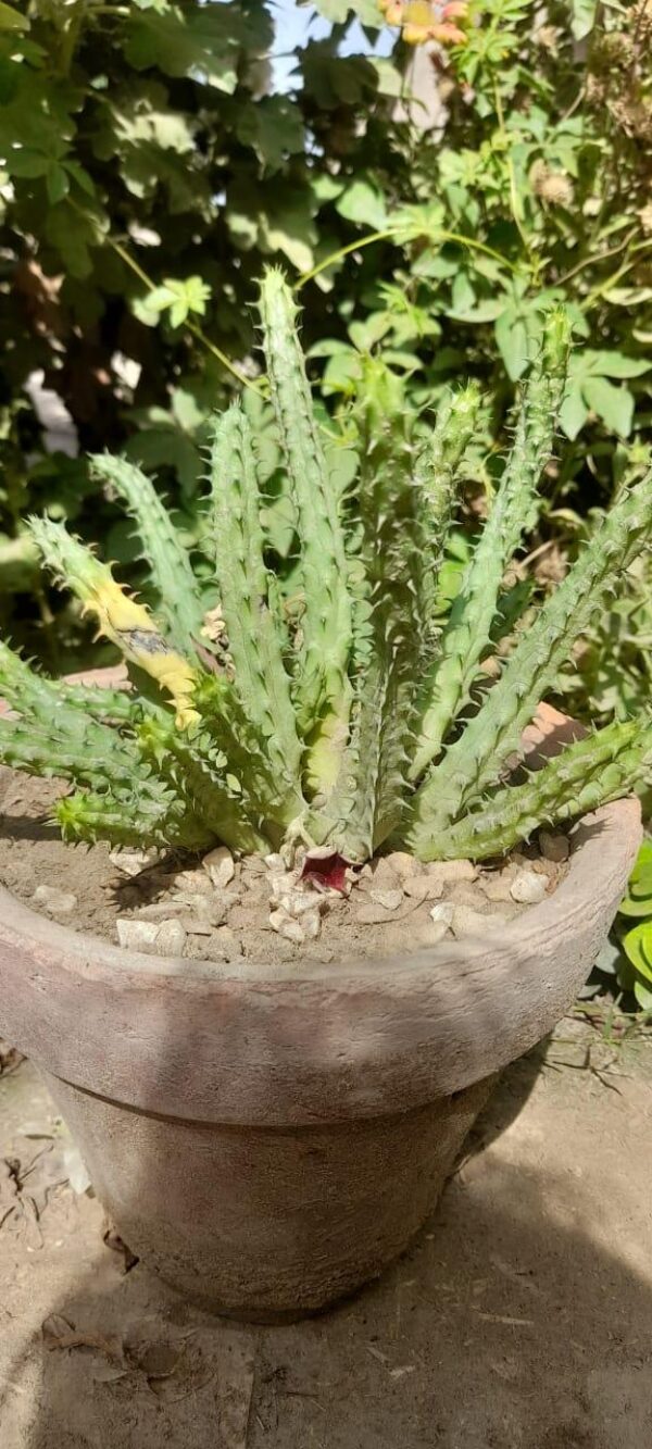 Cactus plant – Pak Plants