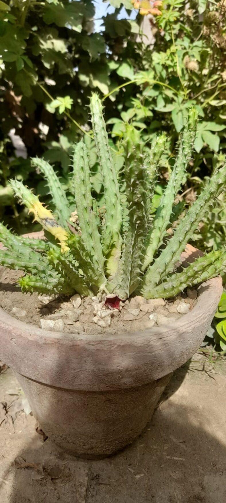 Cactus plant – Pak Plants