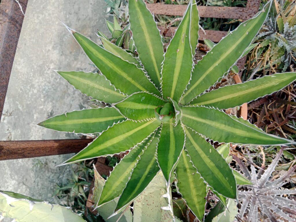 Thread agave – Pak Plants
