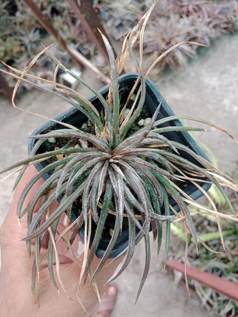 Air plant – Pak Plants